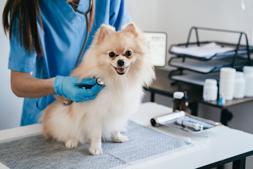 Veterinary Hospitals in Minato-ku : Available in English – Japan Life Guide